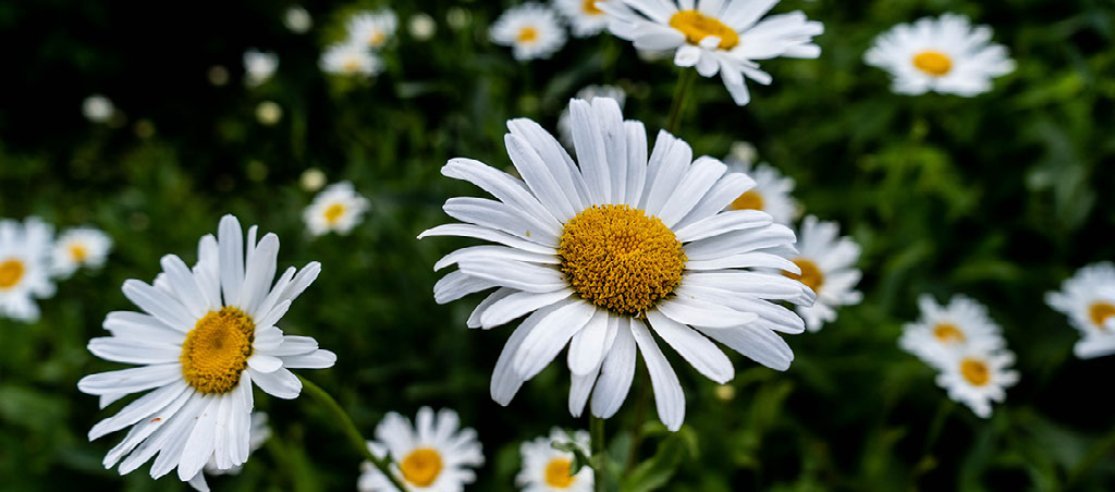 Chamomile For Sleep | How It Can Support Deeper Sleep & anatomē