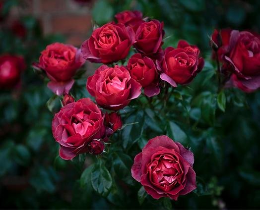 Rose Absolute & anatomē