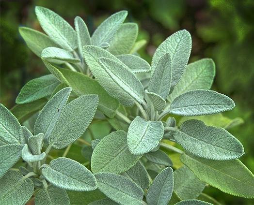 Sage